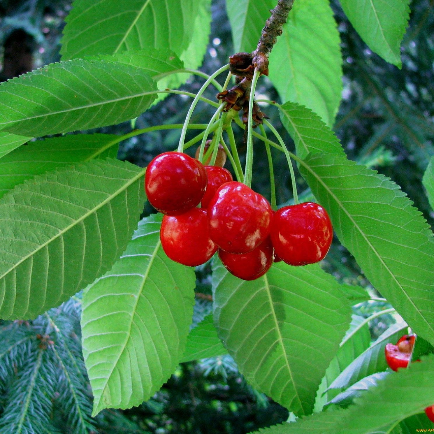 Черешня: посадка и уход - Азбука садовода